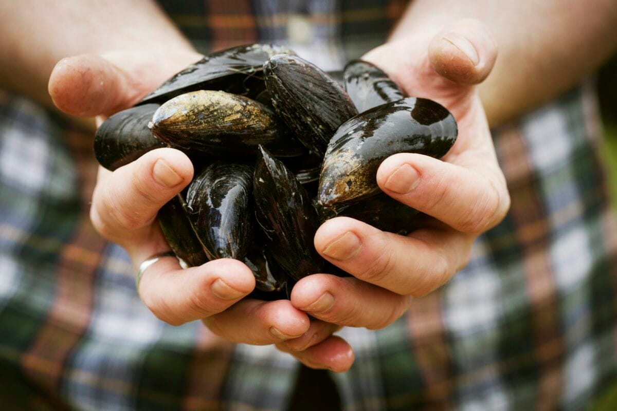 La saison des moules : quand les déguster et pourquoi