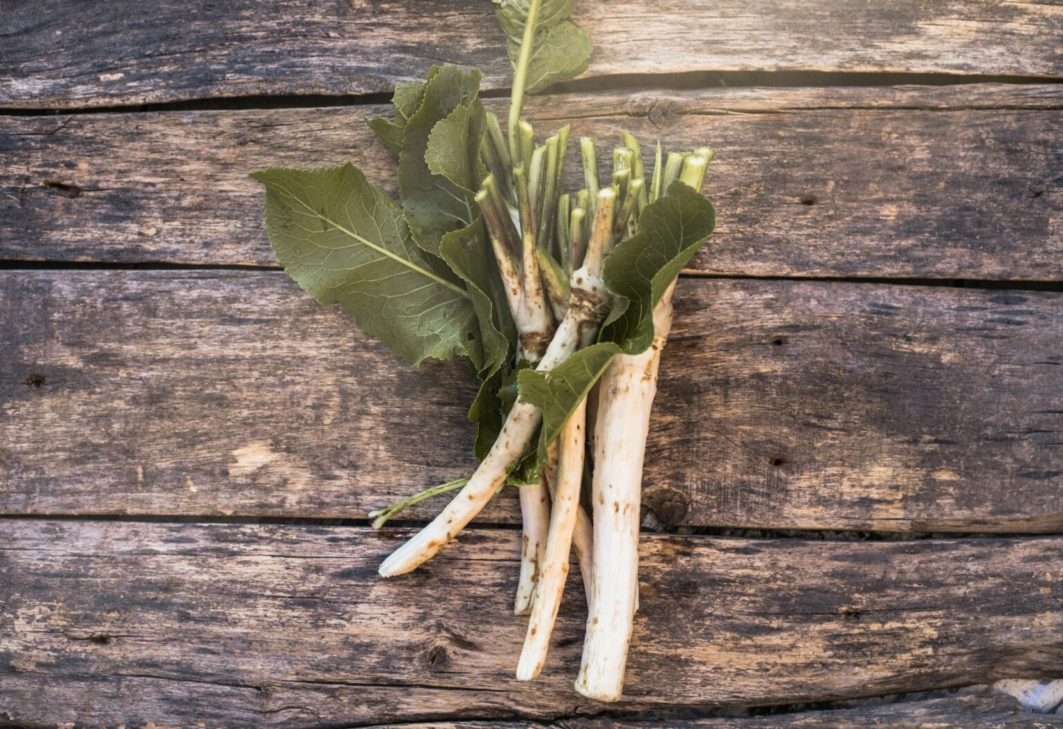 Où trouver du raifort